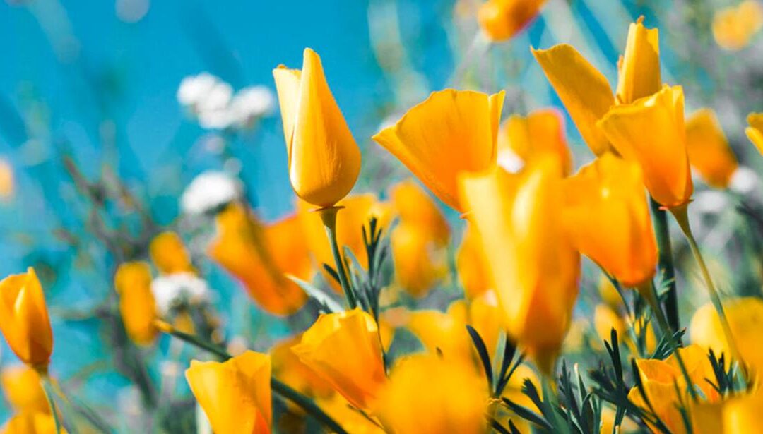 yellow-flowers | New England Center for Pelvic Health