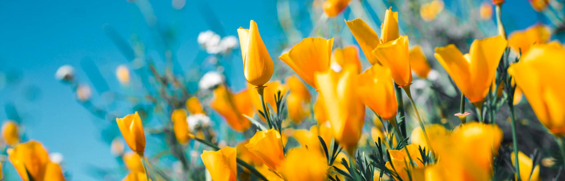 yellow-flowers | New England Center for Pelvic Health